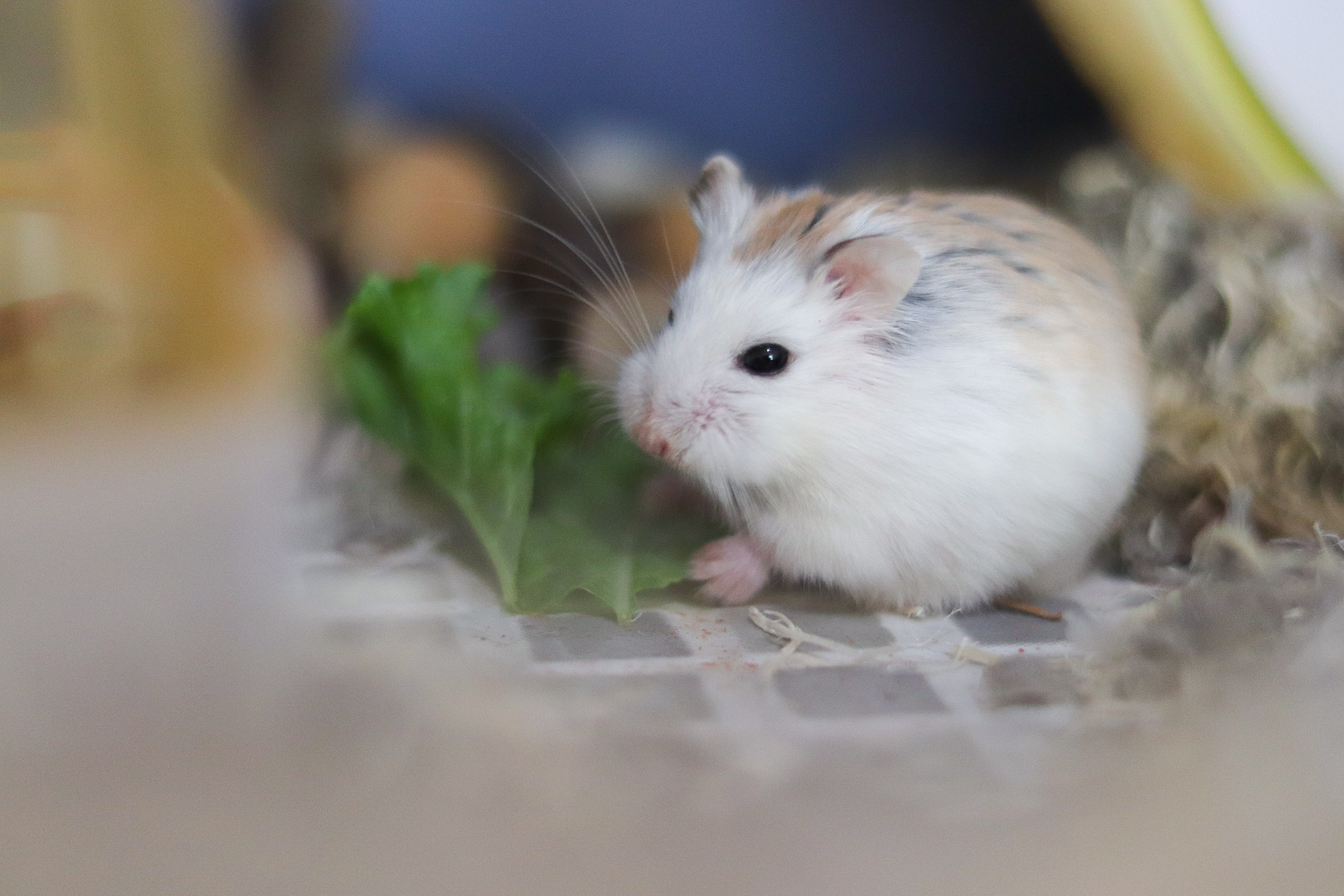 Roborovski – Philippine Hamster Keepers