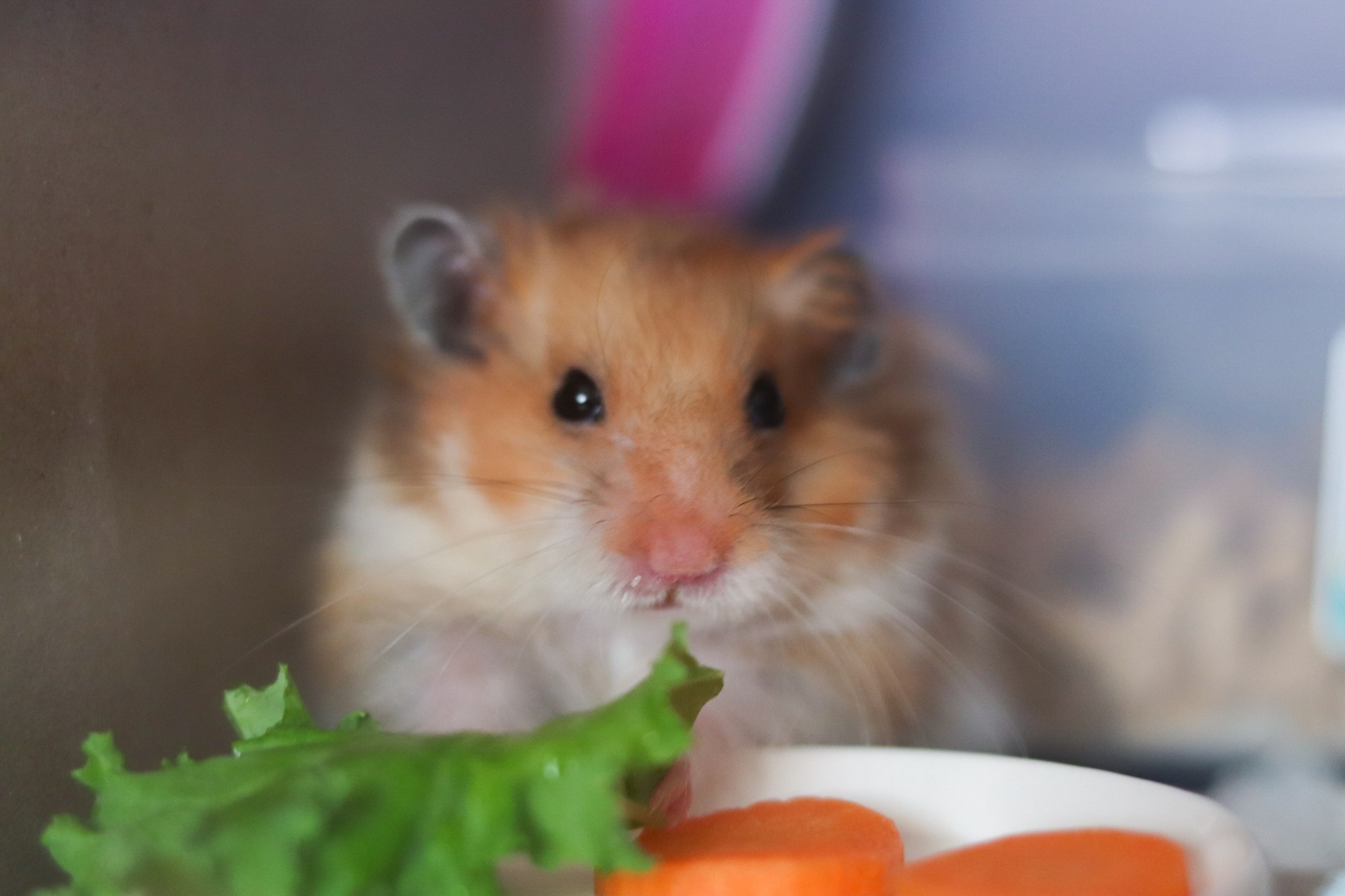 Syrian Hamsters – Philippine Hamster Keepers