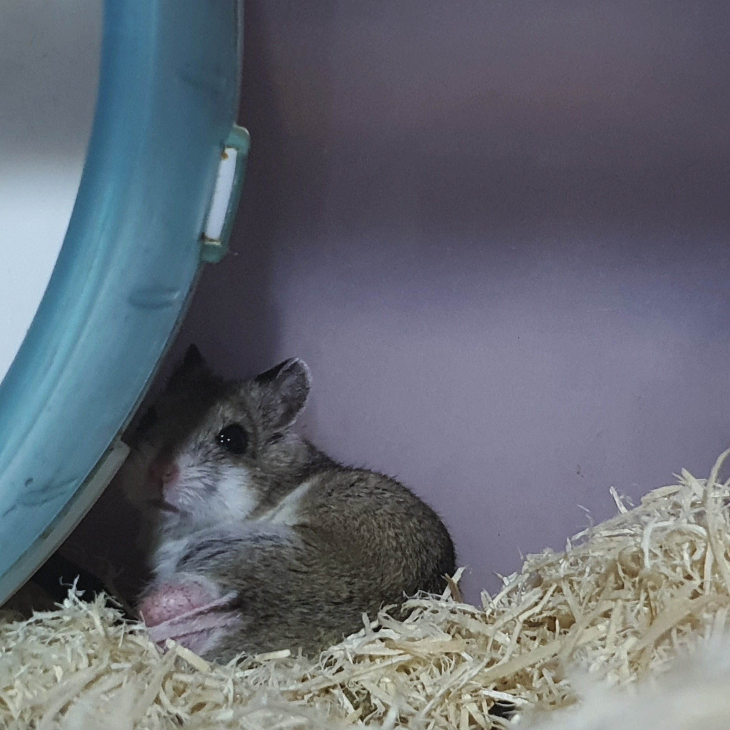 Chinese Hamsters – Philippine Hamster Keepers