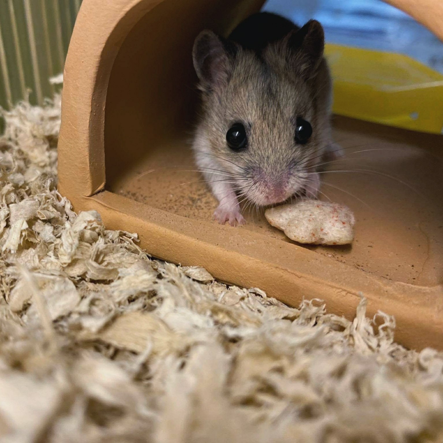 Chinese Hamsters – Philippine Hamster Keepers