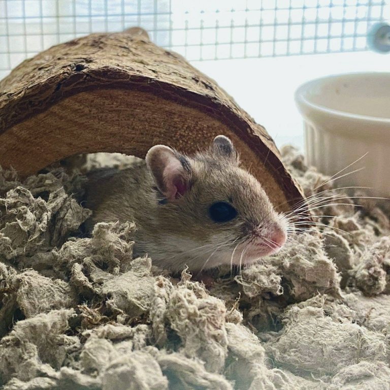 Chinese Hamsters – Philippine Hamster Keepers