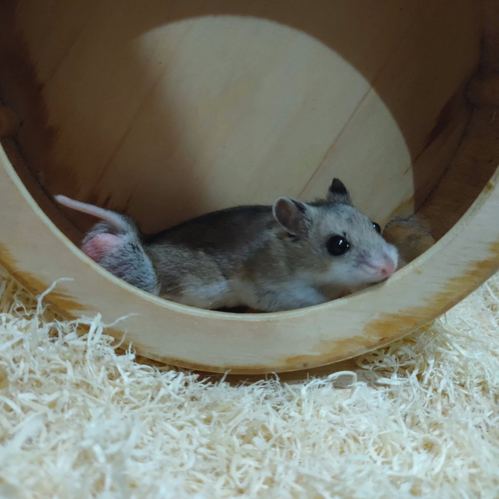 Chinese Hamsters – Philippine Hamster Keepers