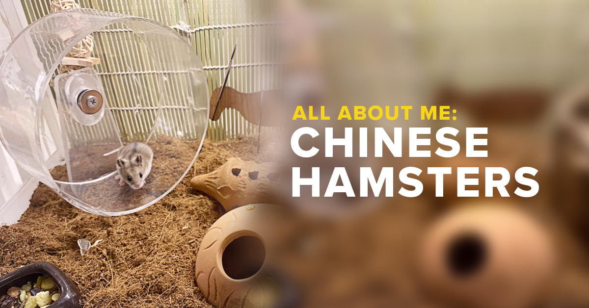 Hey, have you met me? – Chinese Hamster – Philippine Hamster Keepers