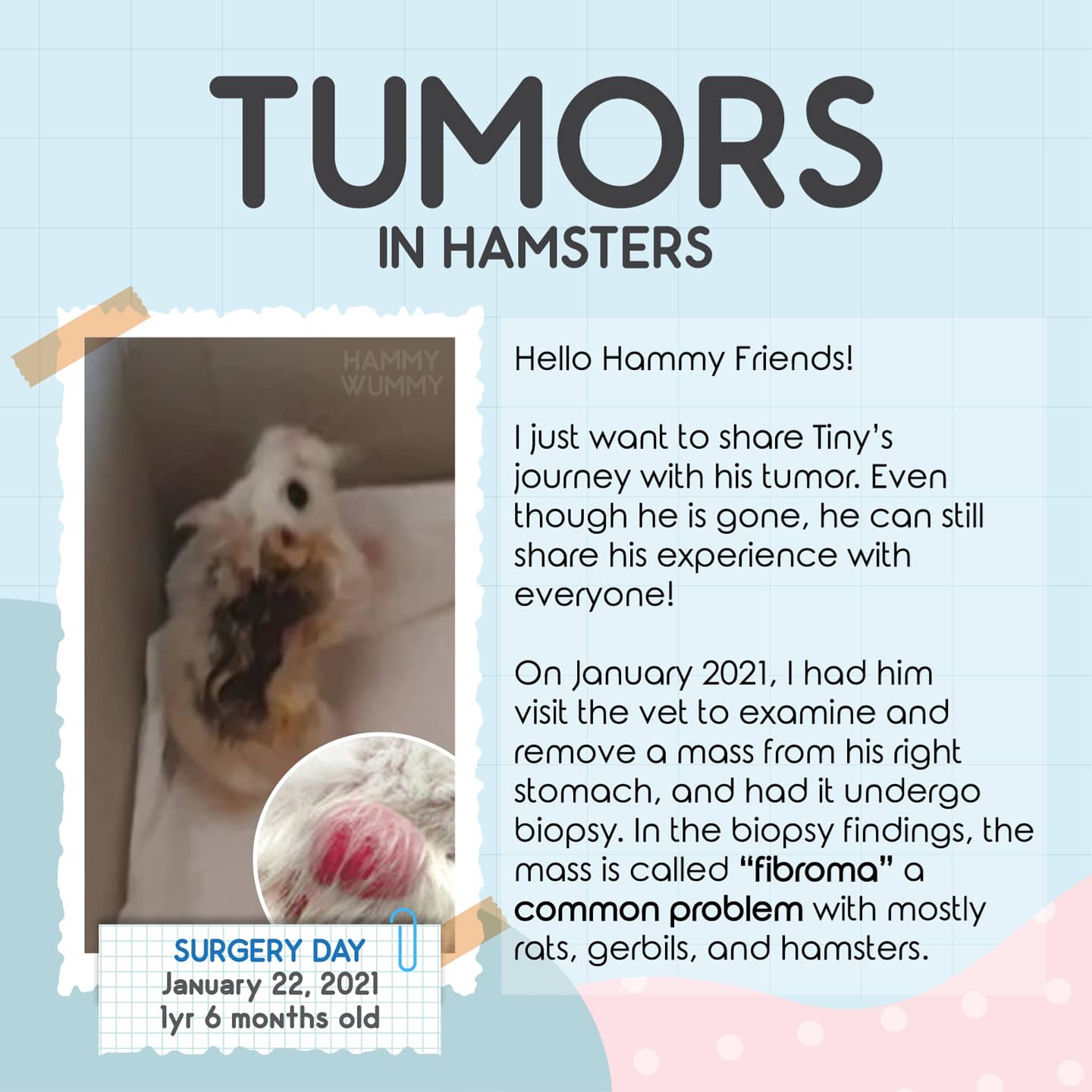 Tumors in hamsters – Philippine Hamster Keepers