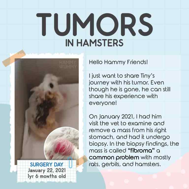 Tumors in hamsters – Philippine Hamster Keepers