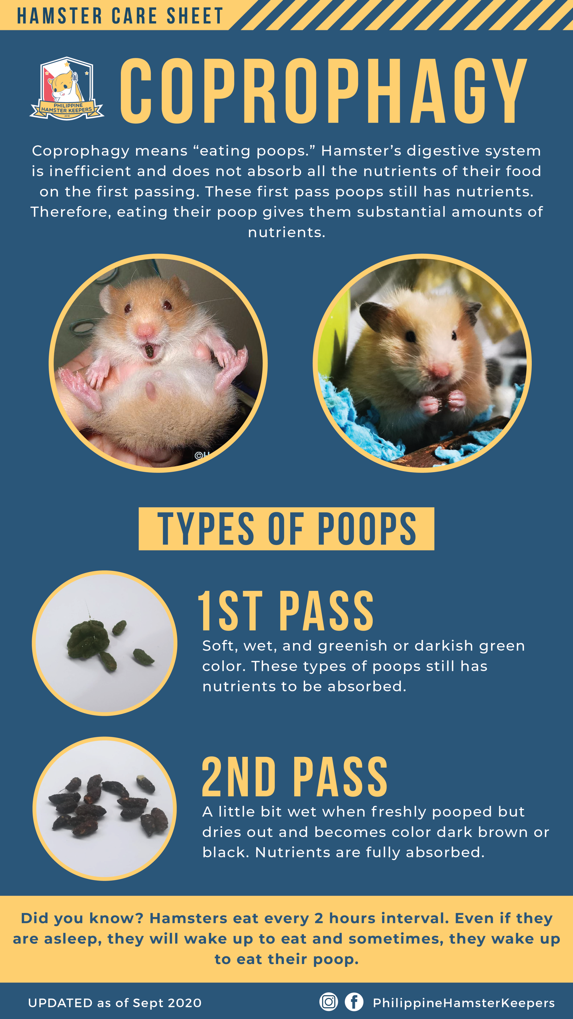 Coprophagy – Philippine Hamster Keepers