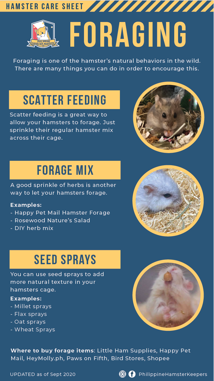 Forage – Philippine Hamster Keepers