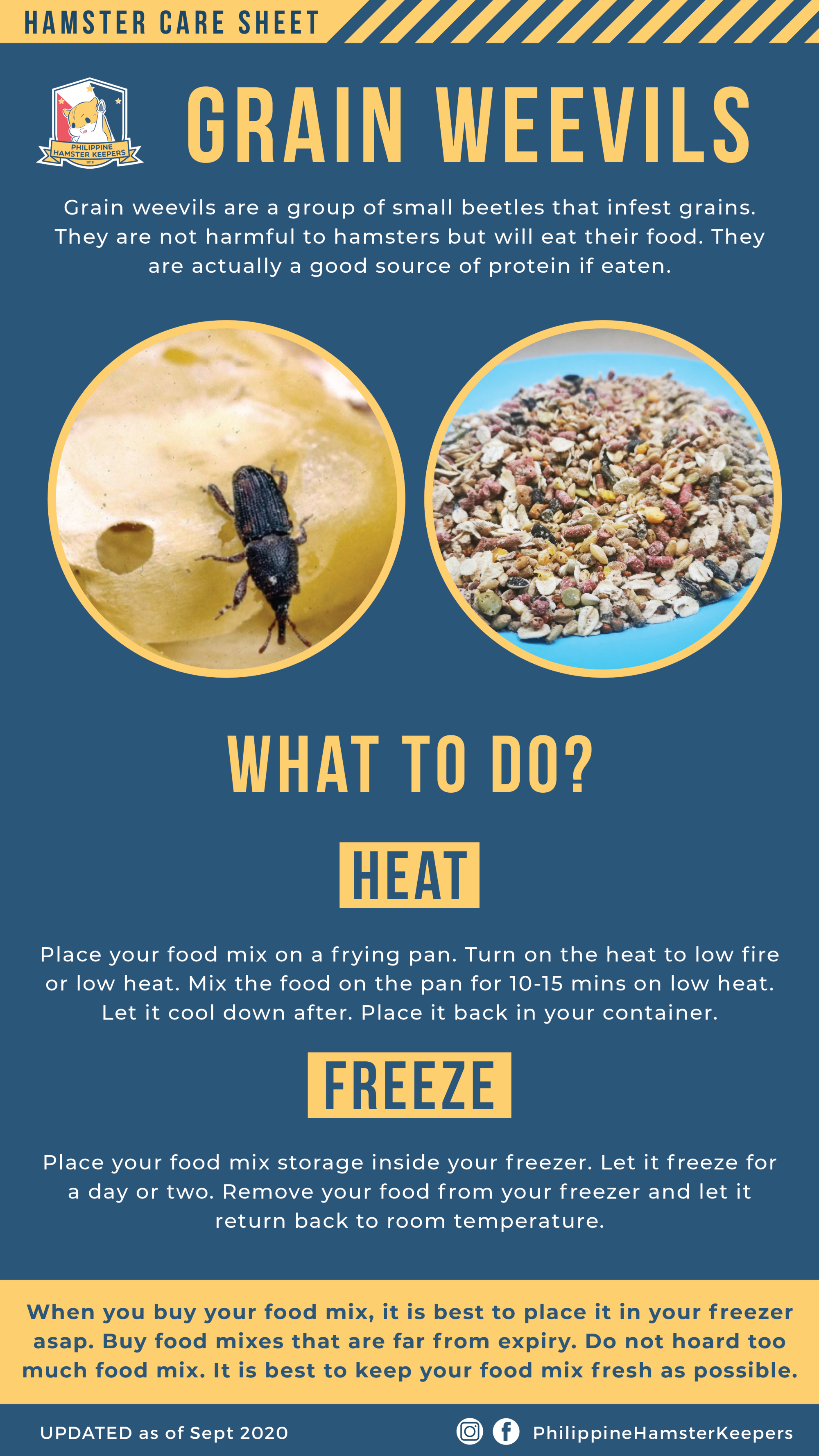 Grain Weevils – Philippine Hamster Keepers
