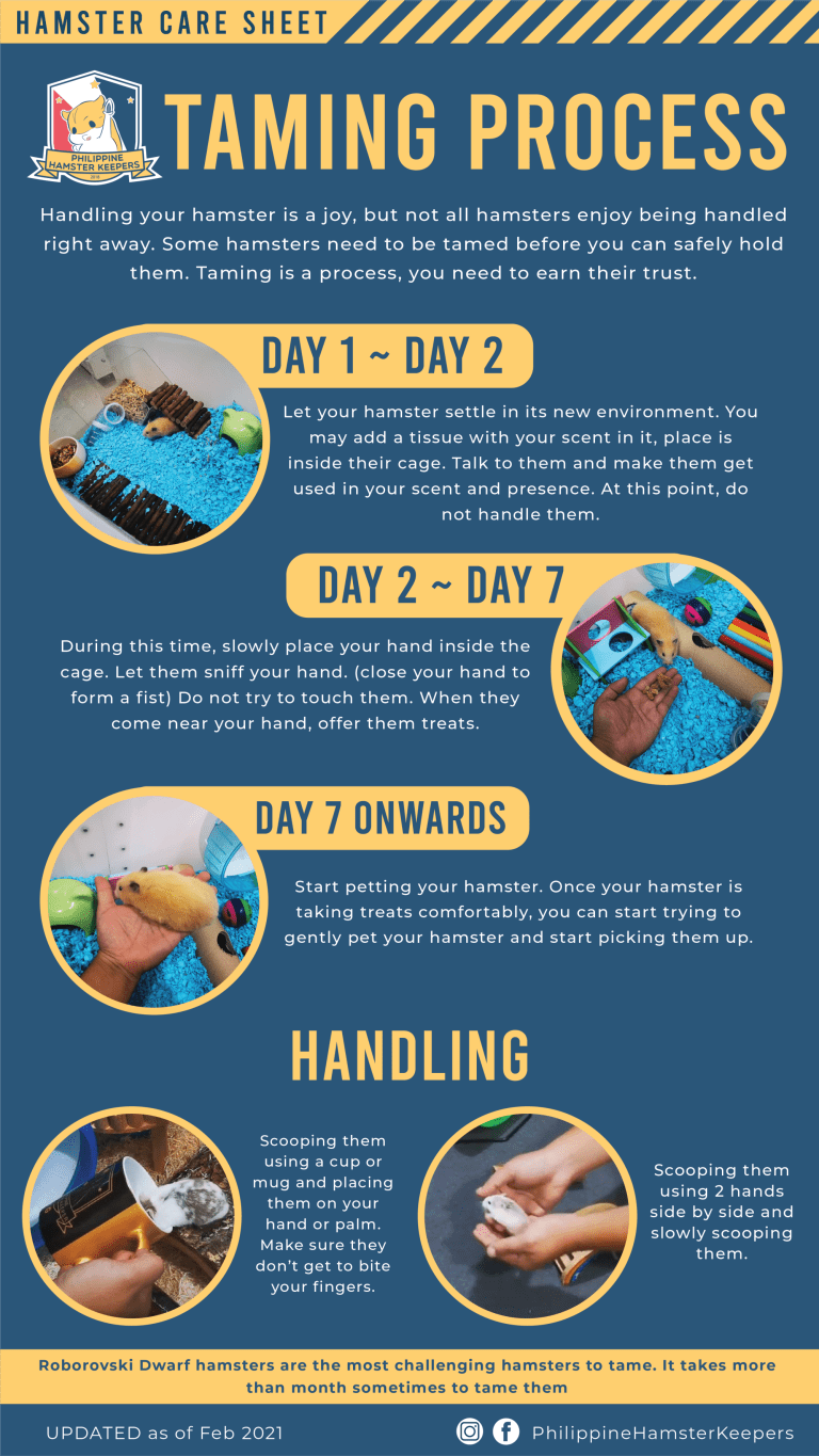 Caresheet – Philippine Hamster Keepers