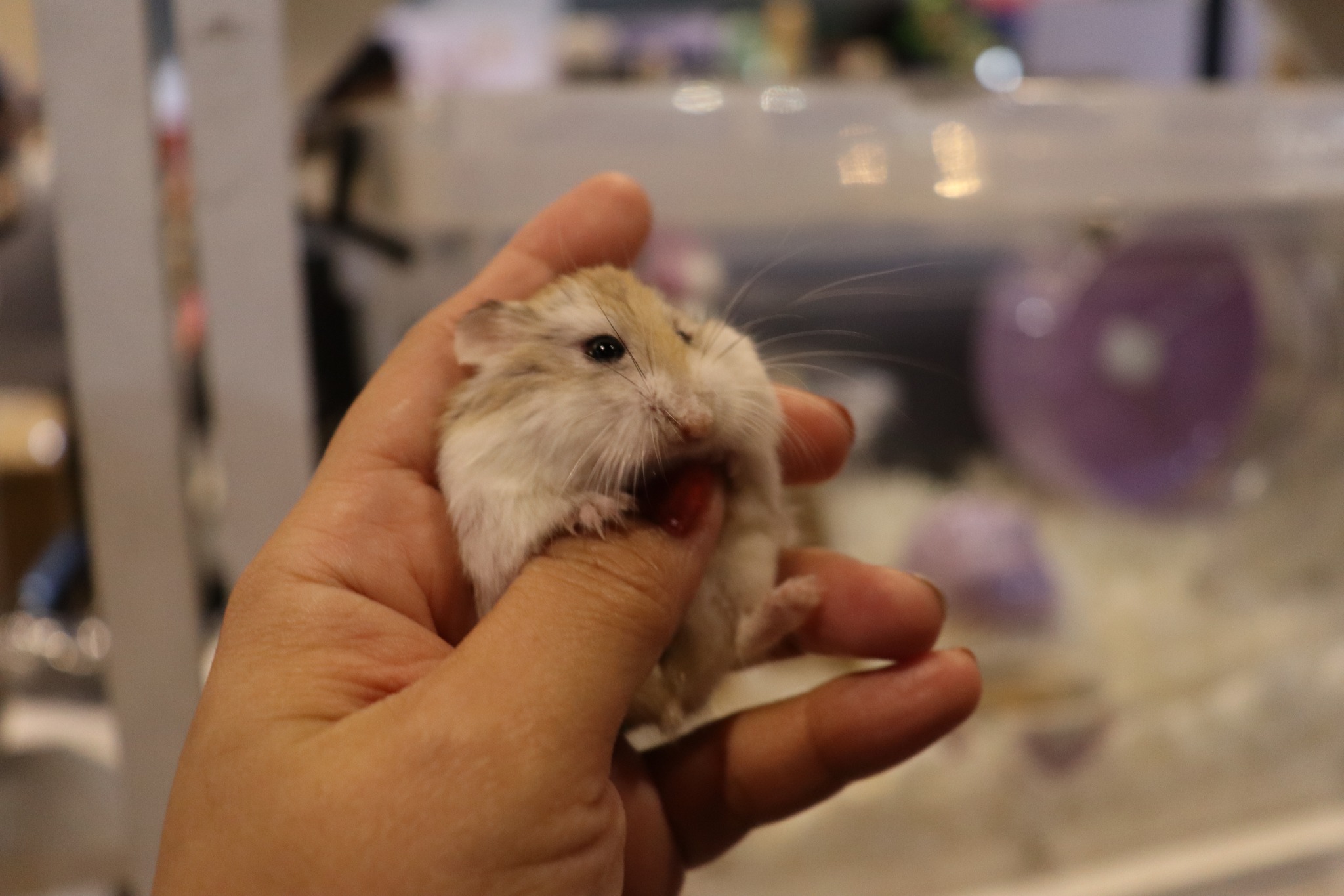 Roborovski – Philippine Hamster Keepers