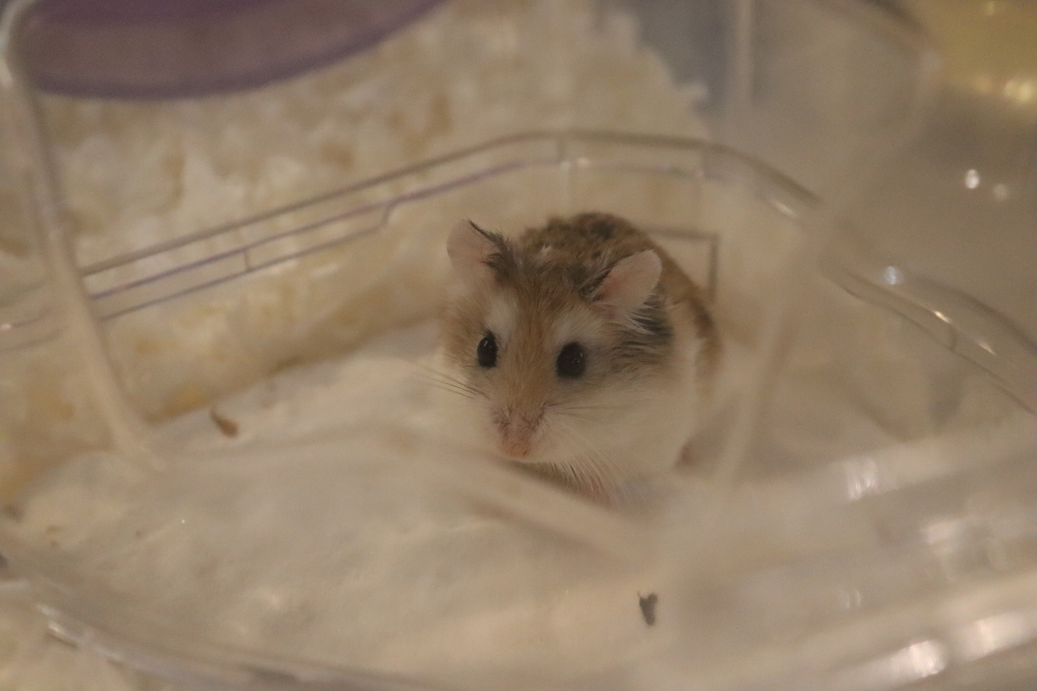 Roborovski – Philippine Hamster Keepers