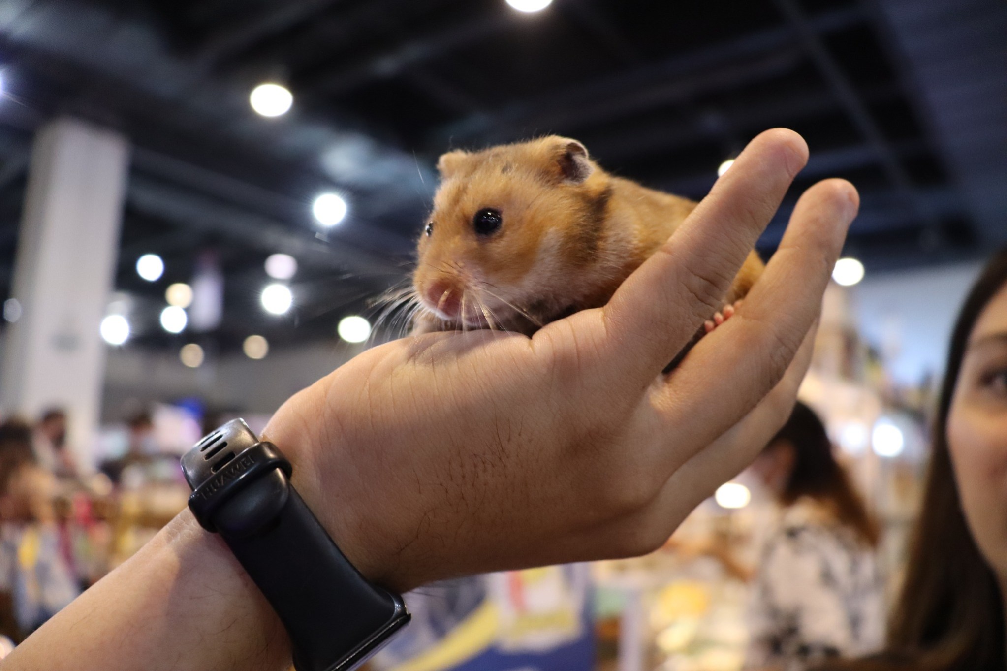 Syrian Hamsters – Philippine Hamster Keepers