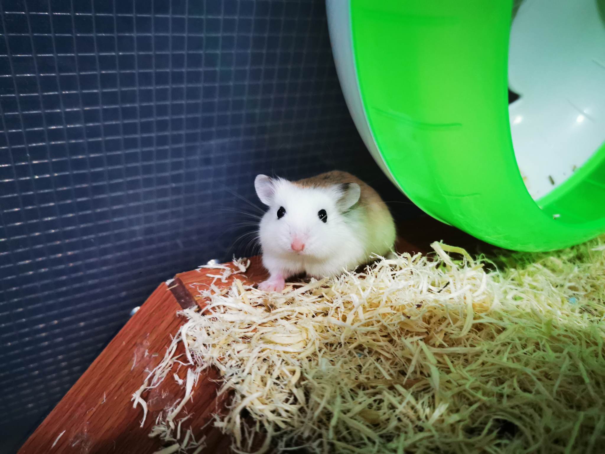 Roborovski – Philippine Hamster Keepers