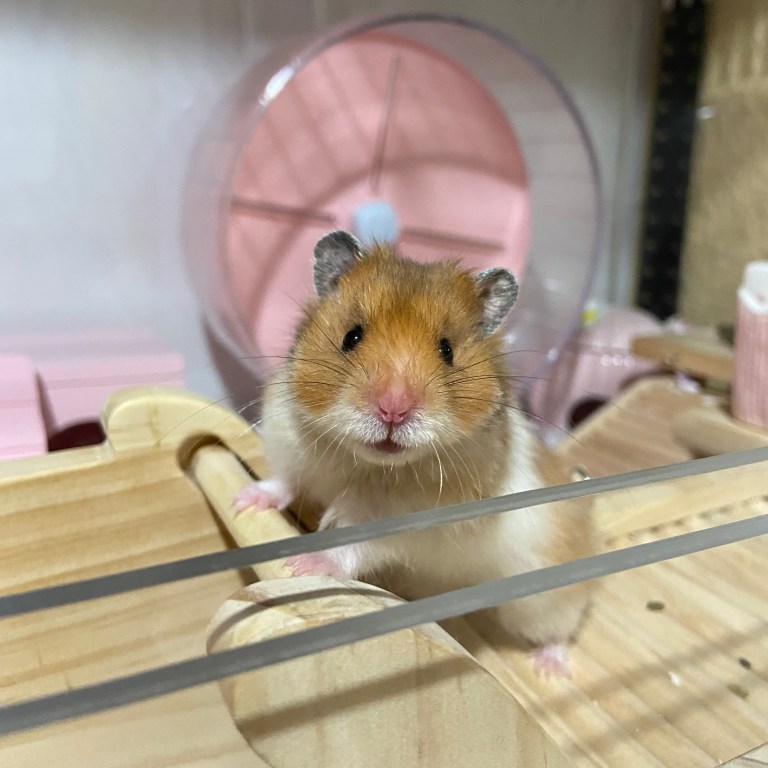 Syrian Hamsters – Philippine Hamster Keepers