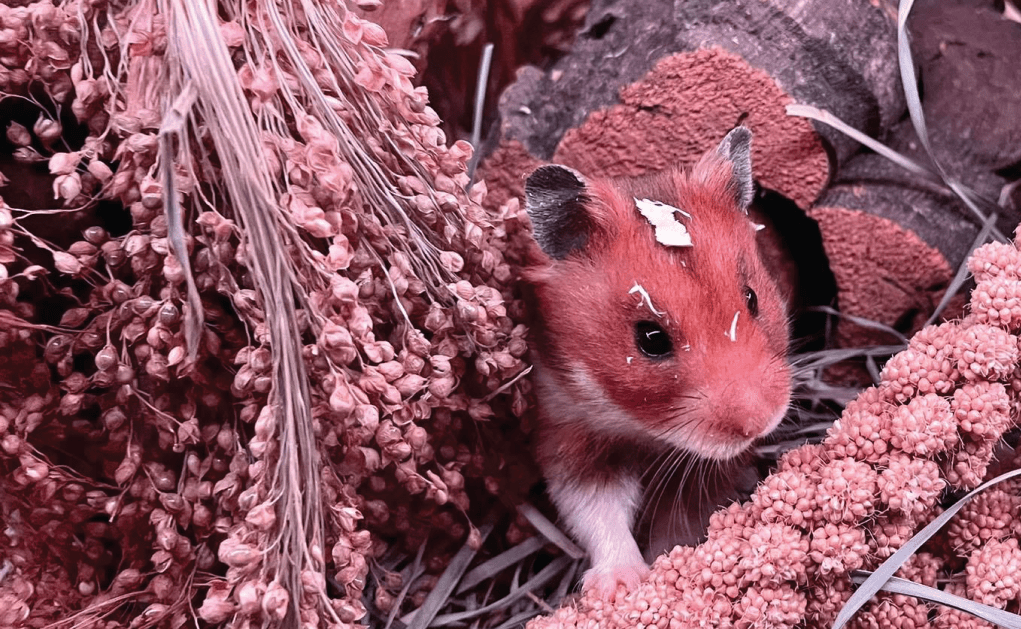 Syrian Hamsters – Philippine Hamster Keepers