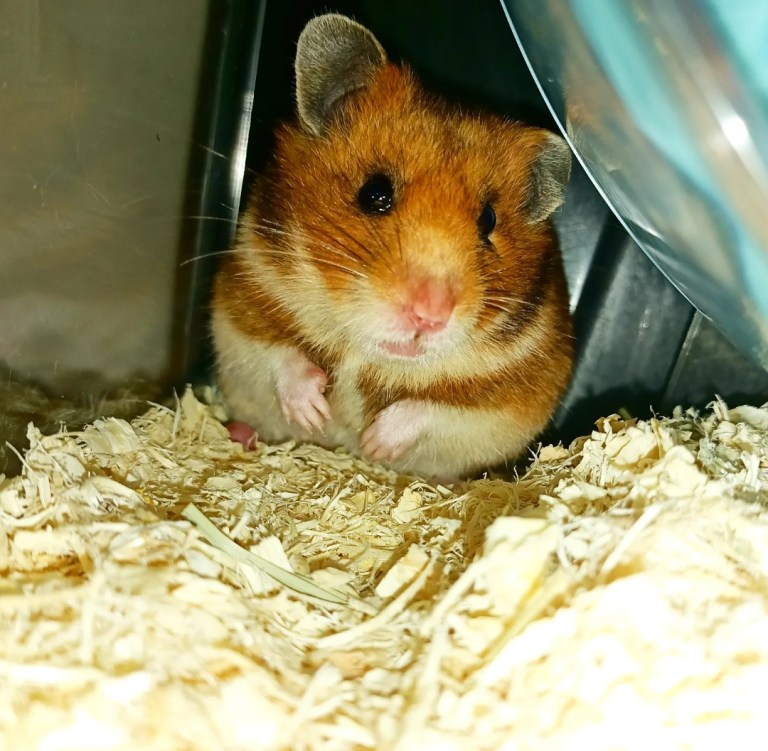 Syrian Hamsters – Philippine Hamster Keepers